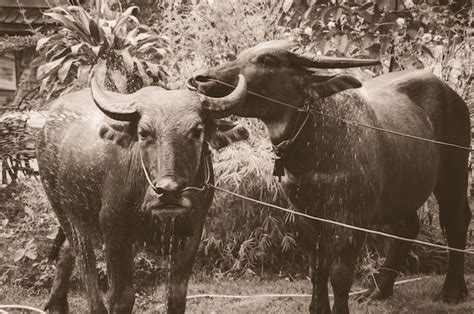 Premium Photo Two Water Buffalos