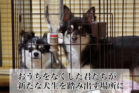 保護犬シェルター設備増設にご支援を Campfire キャンプファイヤー