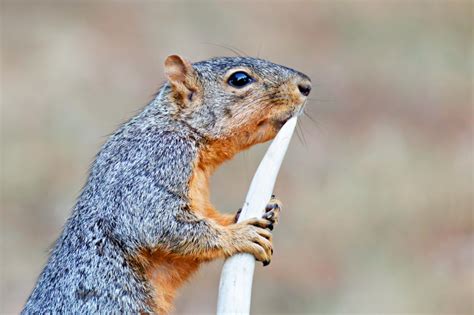 Fox Squirrels Chewing On Deer Antlers Steve Creek Wildlife Photography