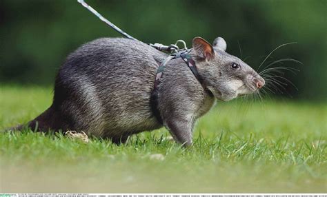 Pouched Rat Origin Characteristics And Care Petbook