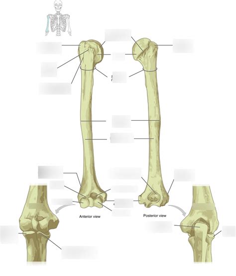Humerus Bone Markings Diagram Quizlet