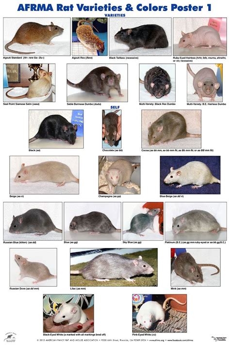 74 Best Pet Rat Color Examples Images On Pinterest Pet Rats Hamsters