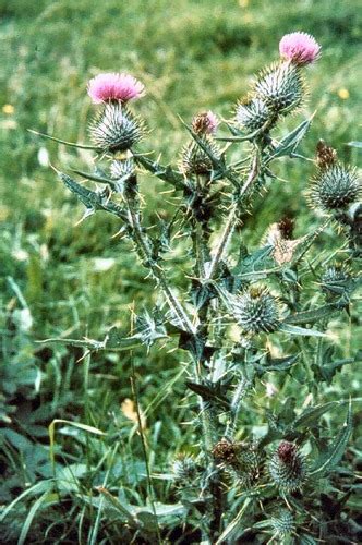 Tistel Flashcards Quizlet