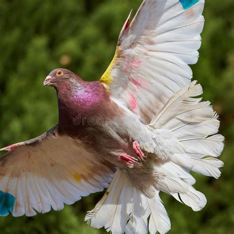 Colored Birds Flying Stock Image Image Of Stained Outside 242240583