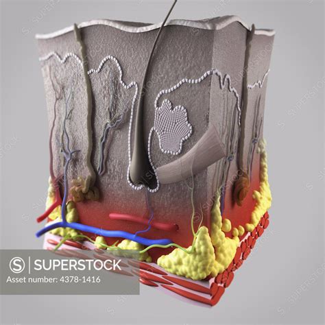 Cross Section Of Skin Showing The Subcutis Layer Superstock