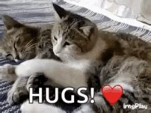 Cute Animal Hug S