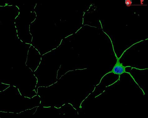 An Introduction To Neurons And 3d Human Cortical Spheroids Sciencell Research Laboratories