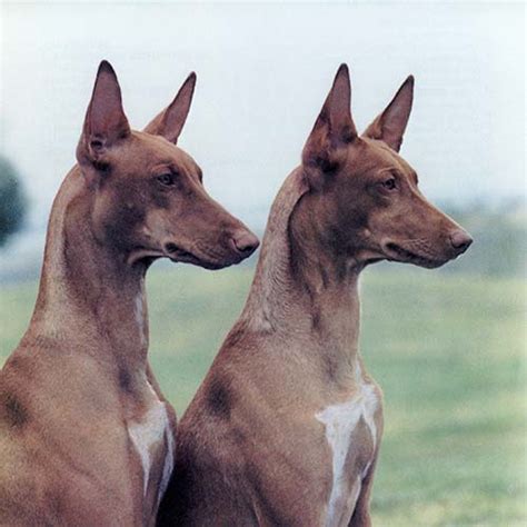 Pharaoh Hound Dog Breed Information
