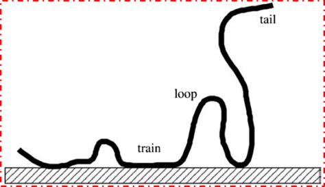 Schematic Diagram Of Adsorbed Polymer Molecule At The Solidliquid