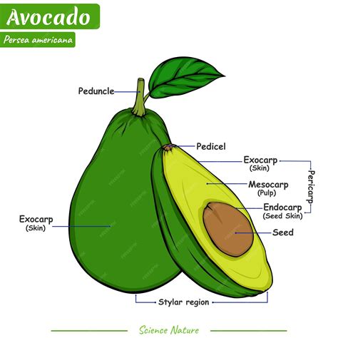 Hoja De Aguacate Taxonomia At Hamish Payne Blog