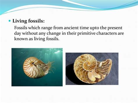 Types Of Fossils And Uses Pptx Geology Science