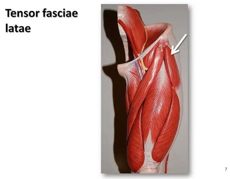 Procerus Muscle Anatomy Origin Insertion Action Exercise