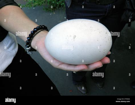Kiwi Bird Egg Size Comparison Enormous Egg Save The Kiwi