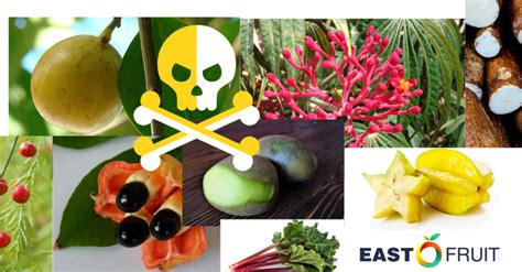 The Worlds Most Dangerous Fruits And Vegetables Eastfruits Top List