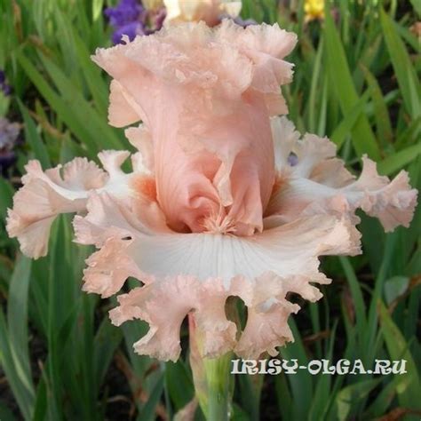 ШИ She купить