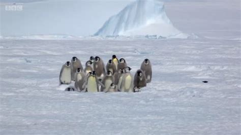 Penguin Chicks Rescued By Unlikely Hero Via Bbc Tumbex