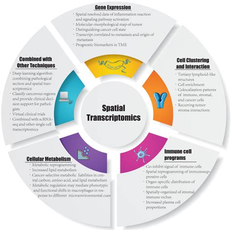 Novel Insights From Spatial Transcriptome Analysis In Solid Tumors Pmc Novel Insights From Spatial Transcriptome Analysis In Solid Tumors Pmc