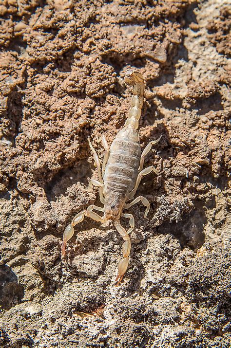 Striped Tail Scorpion