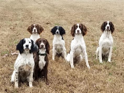 Field Springer Spaniel Welsh Springer Spaniël Alles Over Dit