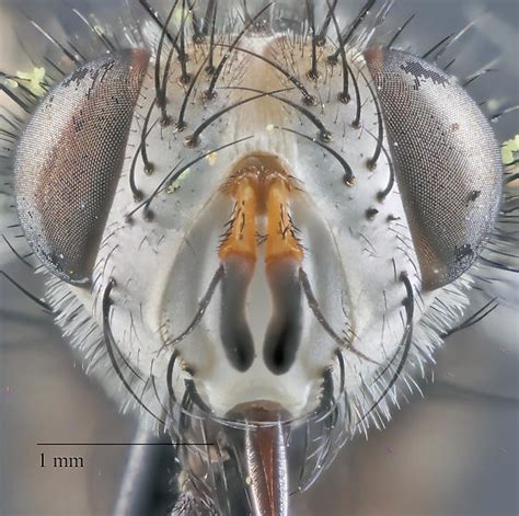 Tachinidae Bugguidenet