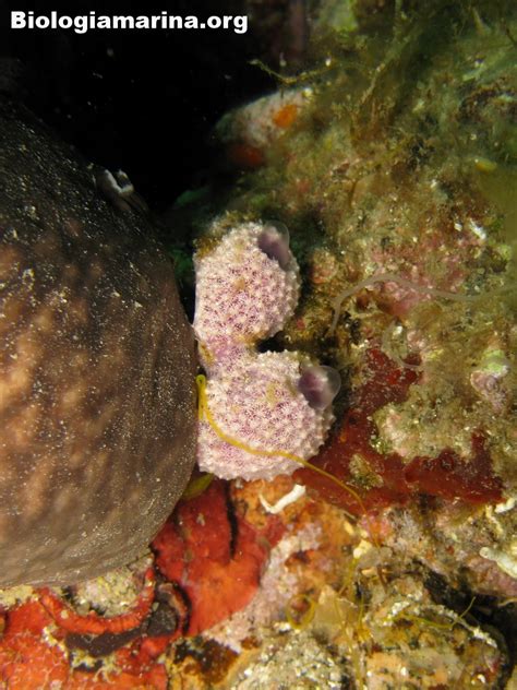 Disidea Avara Biologia Marina Del Mediterraneo