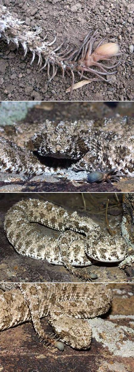 Spider Tailed Horned Viper Has Tail That Mimics Real Spider Is