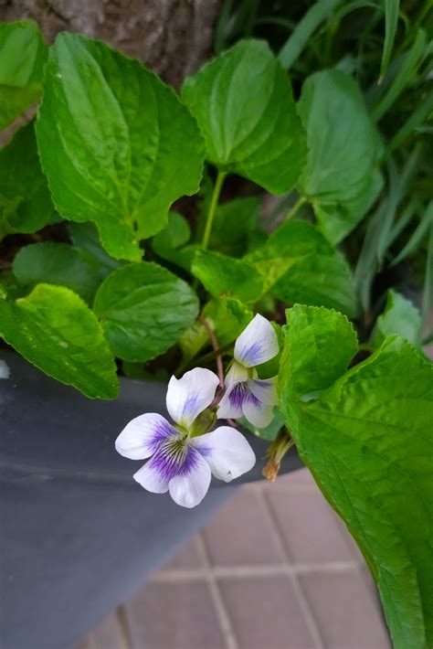 すみっこにすみれ こすもすの宝物箱