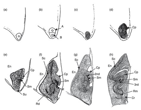 Embryo Development Of Dicot And Monocot Embryo Biology Notes Online