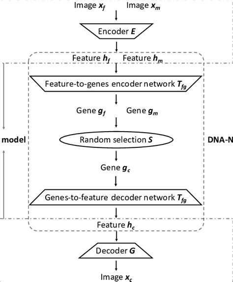 Flowchart Of Genetic Model Note That The Variables Used Are Consistent