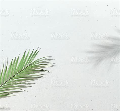 야자수 잎과 그림자가 있는 흰색 배너 최소한의 조명 배경 야자 잎과 빈 장소가있는 구성 트렌디 한 벽지 흰색 콘크리트 배경과 야자수는 그림자를 남깁니다 0명에 대한 스톡