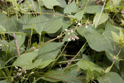 Fallopia Convolvulus Alchetron The Free Social Encyclopedia