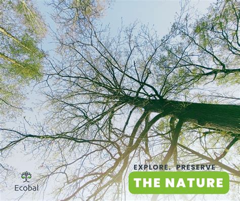 Join Ecobal For A Greener Future Ecobal Is Committed To Preserving
