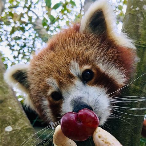 Red Pandas Eating Berries