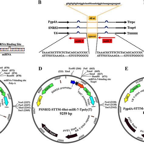 Sttm Rna Transcript Structure And The Sttm Directed Target Mimic For