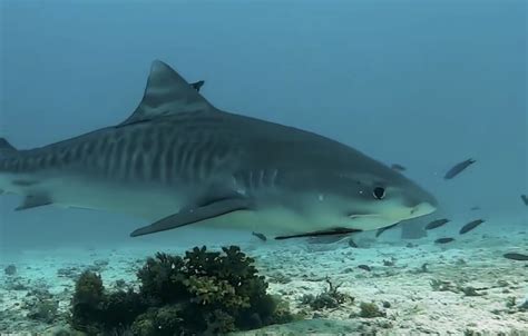 Watch A Close Encounter With A Tiger Shark In Malapascua Cebu Cebu
