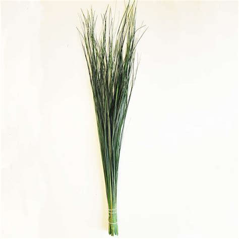 Bear Grass Green Xerophyllum Tenax Verdi Preserved