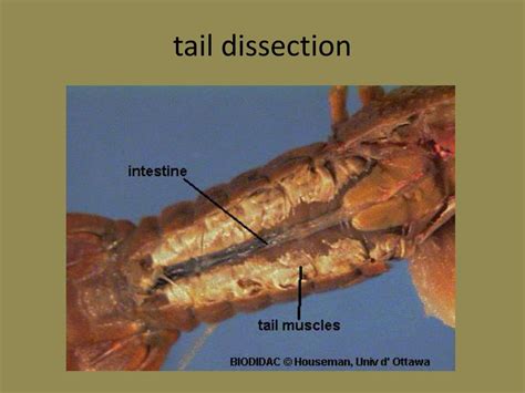Ppt Crayfish Dissection Laboratory Powerpoint Presentation Free