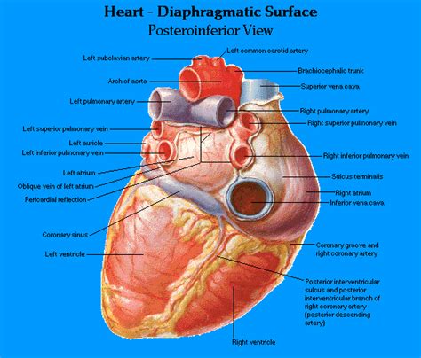 Structure Of The Heart