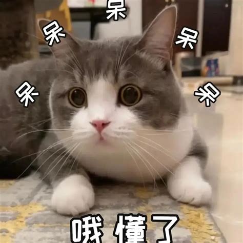 122张可爱的猫猫表情包 知乎
