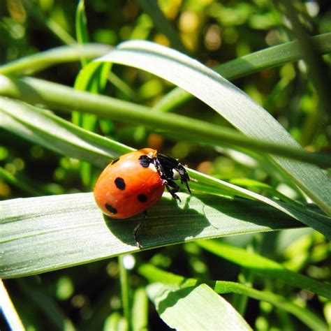 Premium Photo Close Up Of Ladybug On Leaf