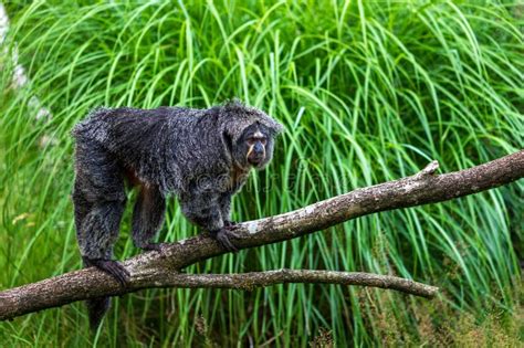 Female White Faced Saki Golden Faced Saki Monkey On The Tree Stock