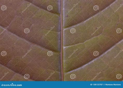 Leaf Texture Patern Board Background Stock Image Image Of Close