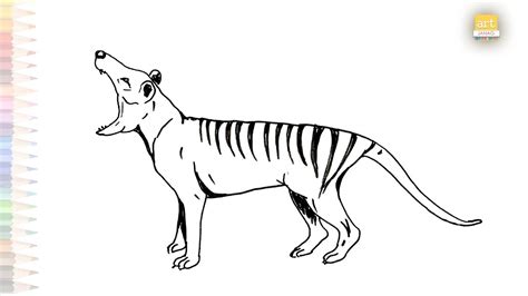 Tasmanian Tiger Drawing Video Draw A Tasmanian Tiger How To Draw