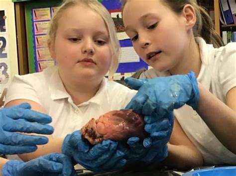 Mossgate Primary School And Little Saplings Nursery Year 6 Heart Dissection