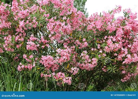 Cespuglio Di Fioritura Delloleandro Immagine Stock Immagine Di Cespuglio Giardino 147050009