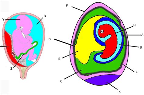 Amniote Egg Diagram