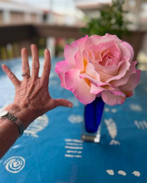 My Friend Beth Shared This Spectacular Chicago Peace Rroses