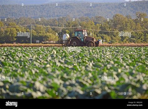Gatton Australia May 1 2025 A Farmer Sprays His Vegetable Crop At Gatton In Queensland