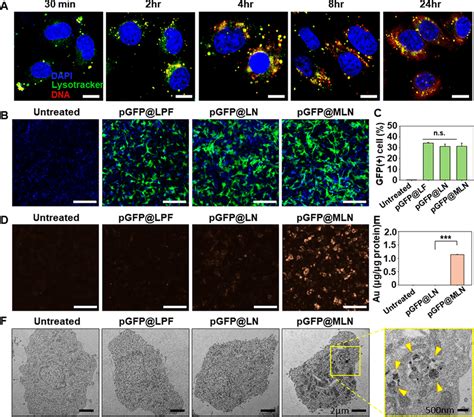 Cellular Uptake And Intracellular Fate Of Plasmid Dna And Download