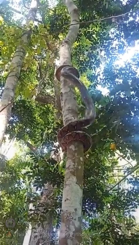 A Reticulated Python Climbing A Tree Roddlysatisfying
